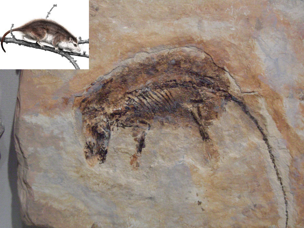 R5: La diversification des mammifères, Emmanuel Gheerbrant - sfecologie.org