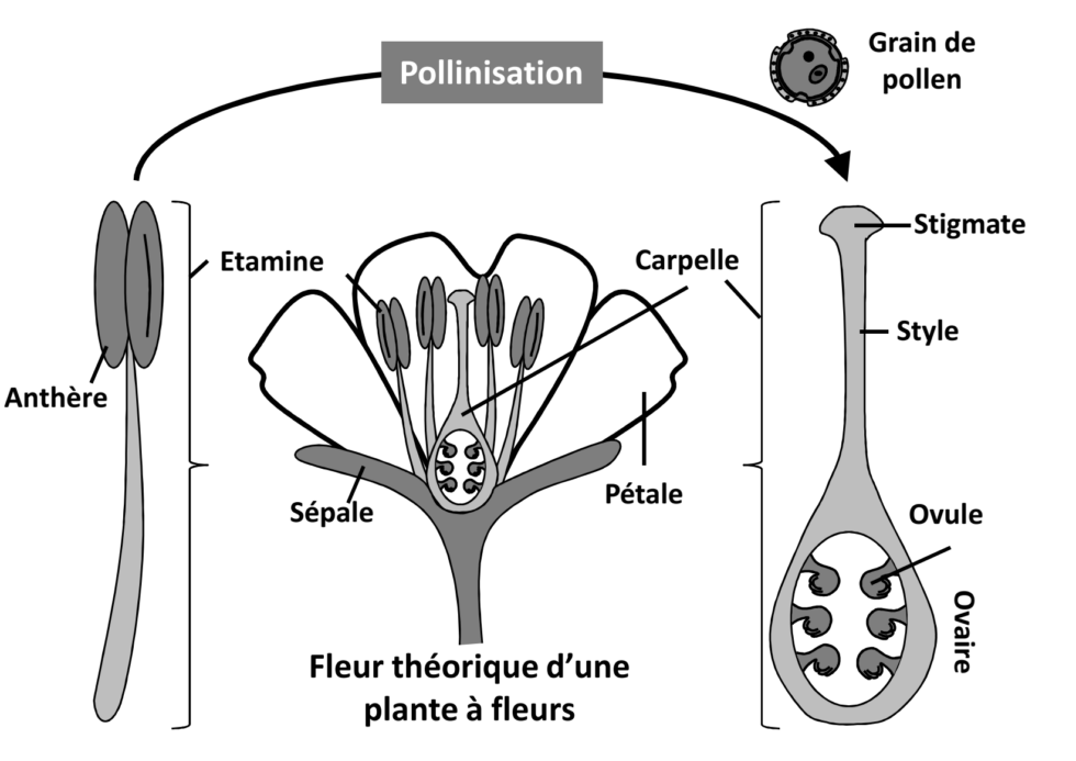 R110 : La pollinisation est-elle en crise ? par Emmanuelle Porcher - sfecologie.org